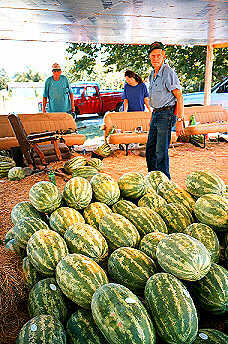 Watermelons